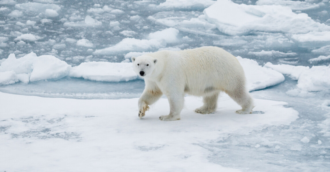 Die 5 spannendsten Aktivitäten in der Arktis - Eisexpeditionen.de
